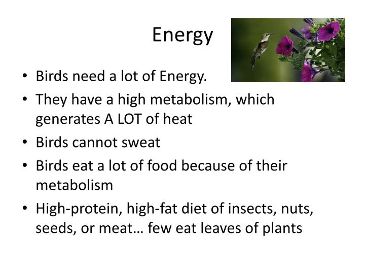 PPT - Birds and Mammals PowerPoint Presentation - ID:2696878