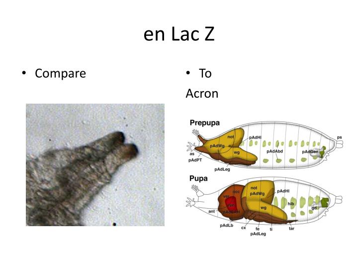 PPT - Drosophila melanogaster Maggot Anatomy PowerPoint Presentation ...