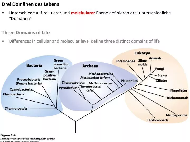 PPT - Drei Domänen des Lebens PowerPoint Presentation, free download ...