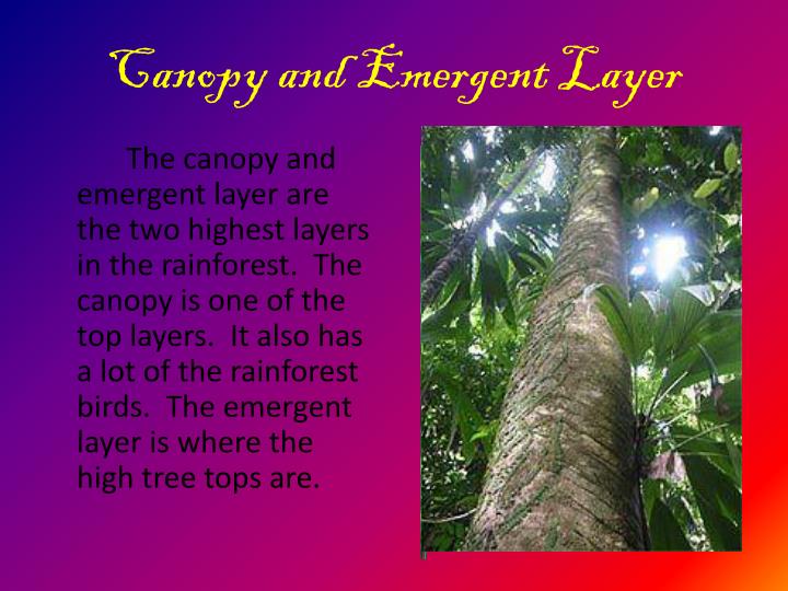 PPT - Macaws in the Rainforest PowerPoint Presentation - ID:2698827