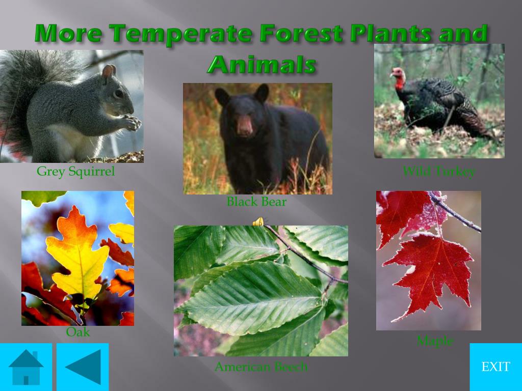 PPT - Location: Canada, Europe, Asia, and the United States PowerPoint ...