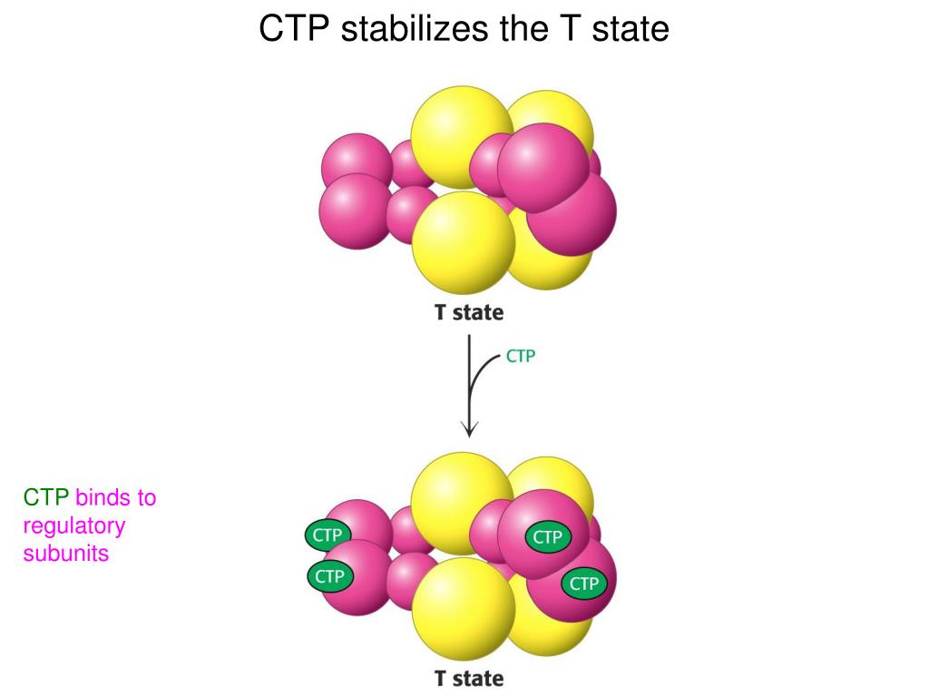 PPT - ENZYMES KINETICS, INHIBITION, REGULATION PowerPoint Presentation ...