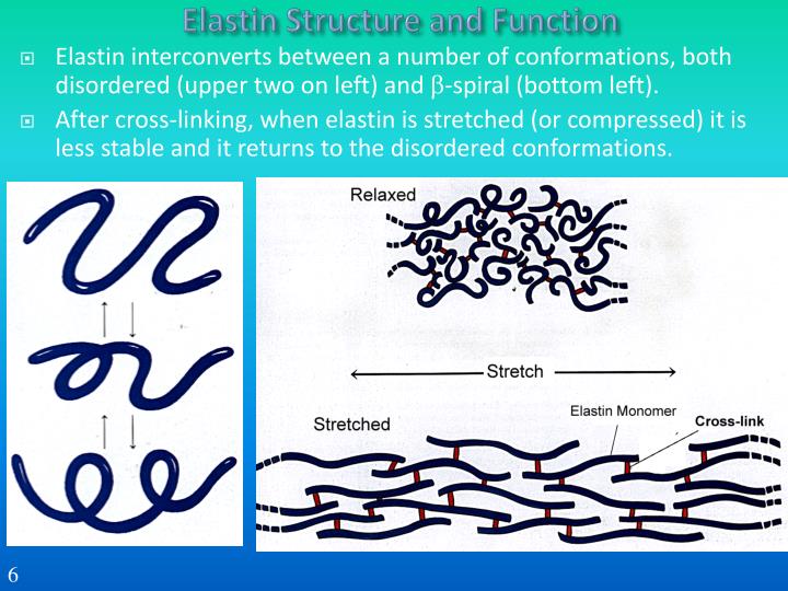 PPT - Specialized tissue Proteins:Collagen and Elastin PowerPoint ...