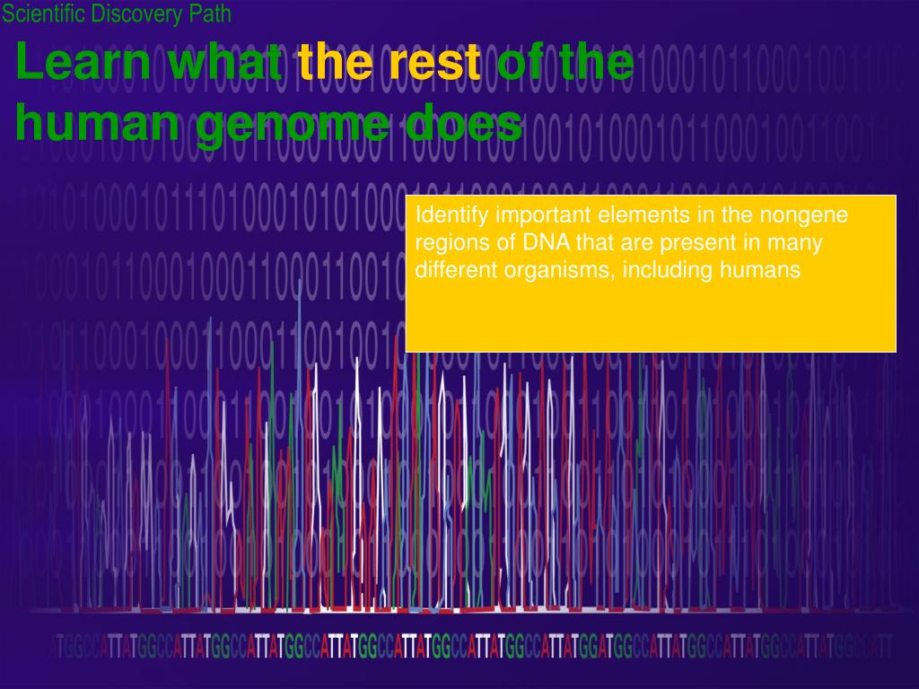 PPT - Beyond the Human Genome Project PowerPoint Presentation, free ...