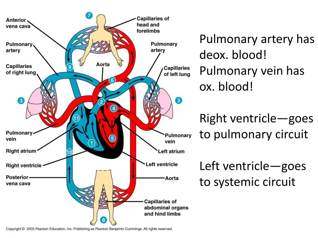 PPT - The Circulatory System open vs. closed PowerPoint Presentation ... PPT - The Circulatory System open vs. closed PowerPoint Presentation ...