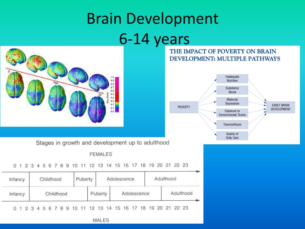 PPT - PHYSICAL DEVELOPMENT Age 6-14 By: Laura, Adriana & Kristin ...