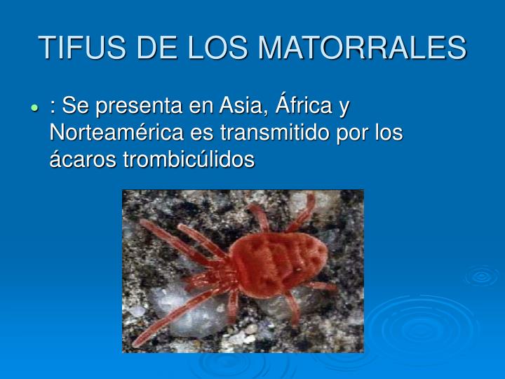 PPT - TIFUS PowerPoint Presentation - ID:2701179