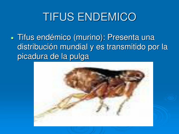 PPT - TIFUS PowerPoint Presentation - ID:2701179