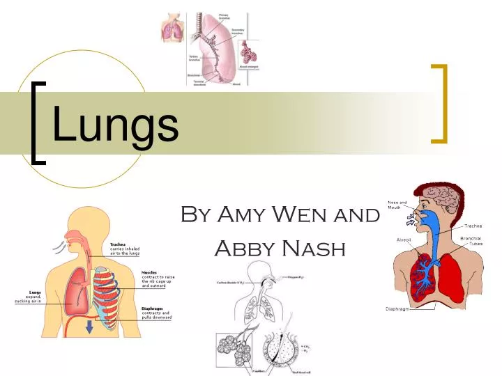 PPT - Lungs PowerPoint Presentation, free download - ID:2701218