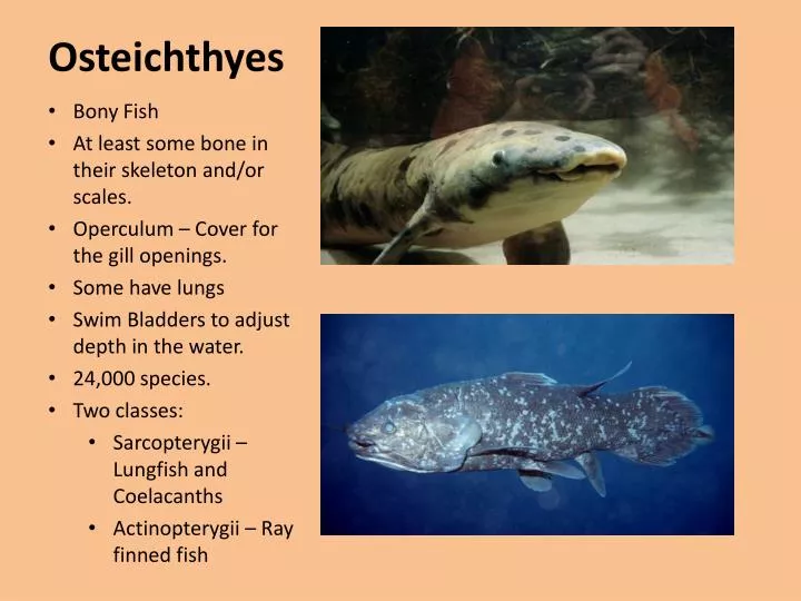 PPT - Osteichthyes PowerPoint Presentation, free download - ID:2701224