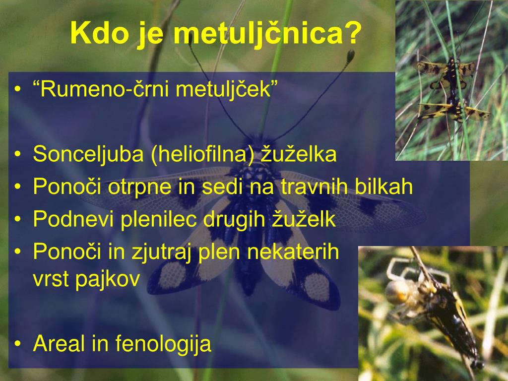 PPT - Predstavitev diplomskega dela Ljubljana, 2002 PowerPoint ...