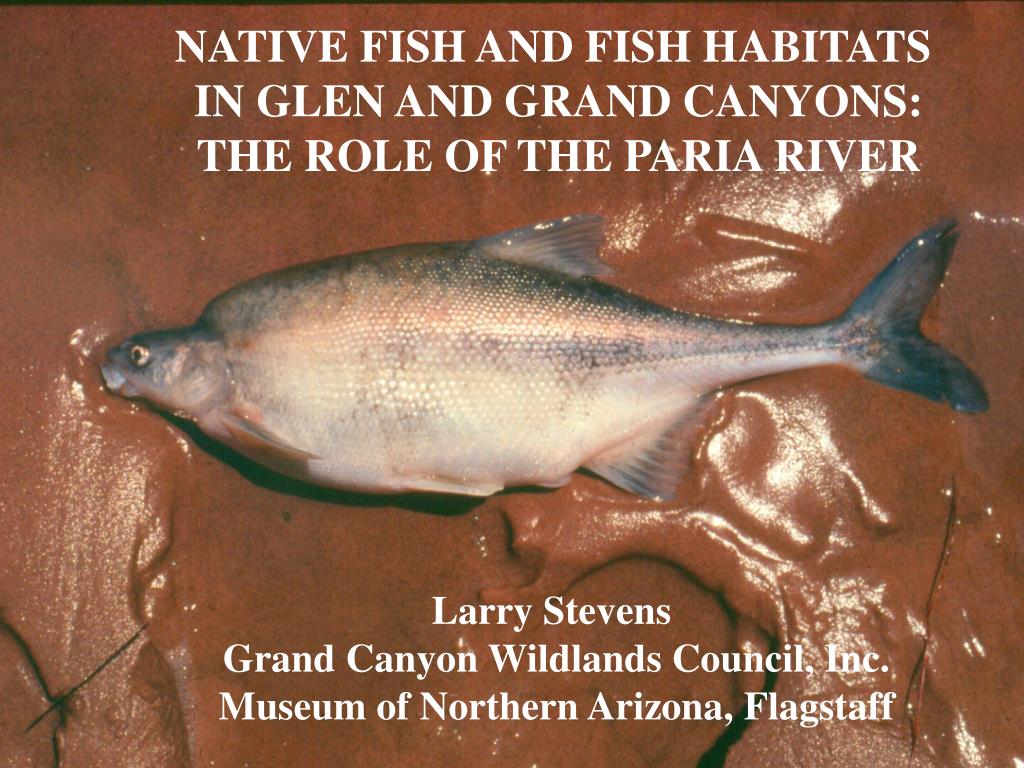 PPT - NATIVE FISH AND FISH HABITATS IN GLEN AND GRAND CANYONS: THE ROLE ...