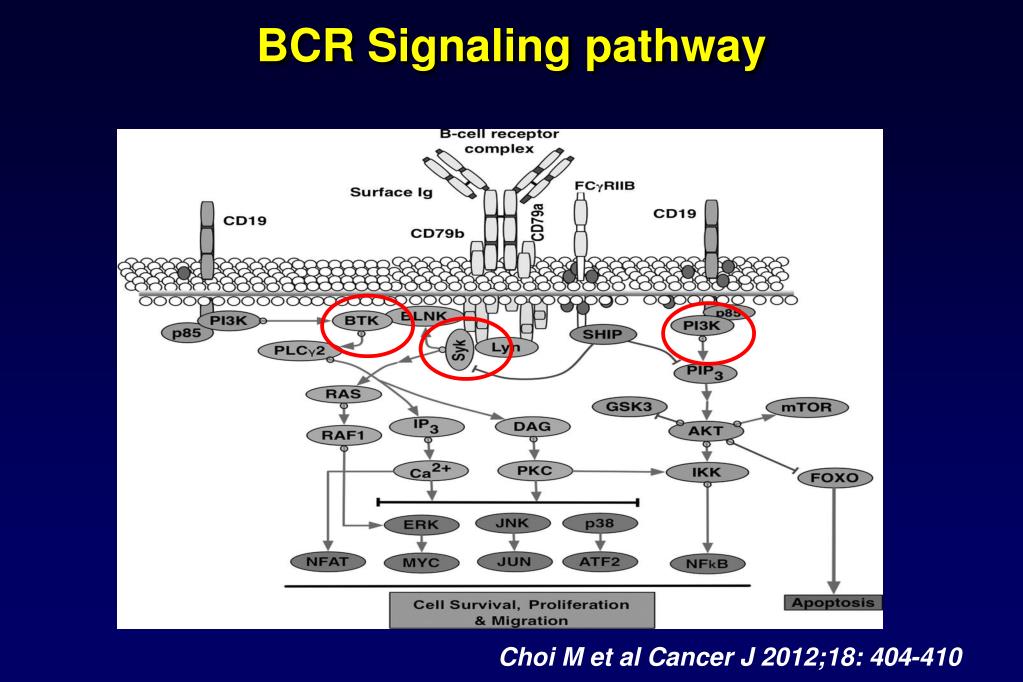 PPT - Kanti R. Rai, MD NSLIJ-Hofstra School of Medicine Long Island ...