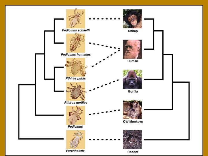 PPT - Pediculus humanus humanus ) PowerPoint Presentation - ID:2702990