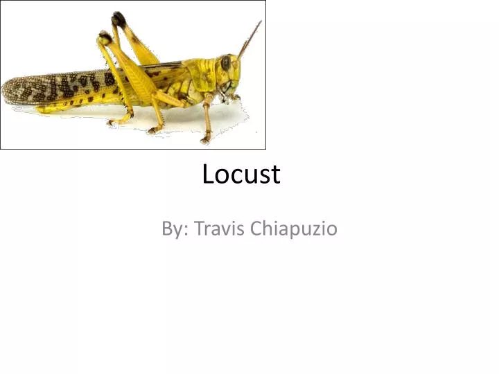 PPT - Locust PowerPoint Presentation, free download - ID:2705025