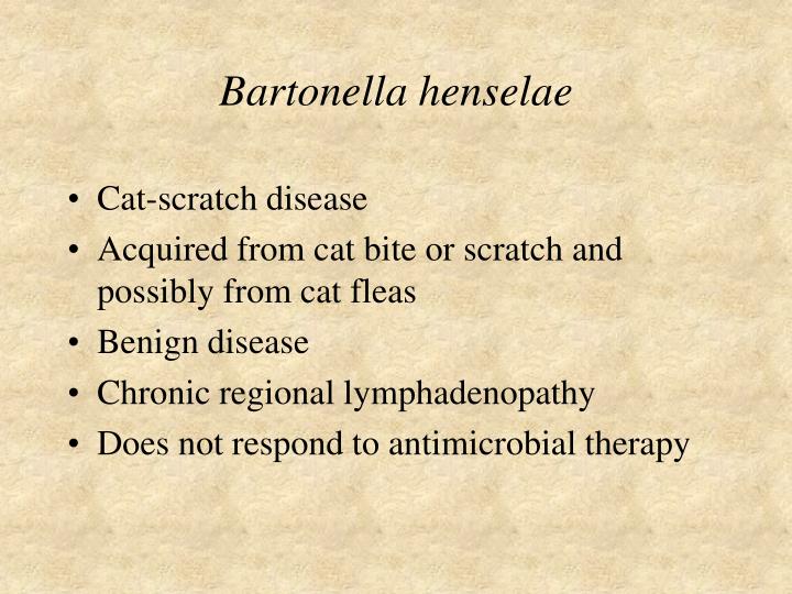 PPT - Rickettsia, Orientia, Ehrlichia, Anaplasma, Coxiella and ...