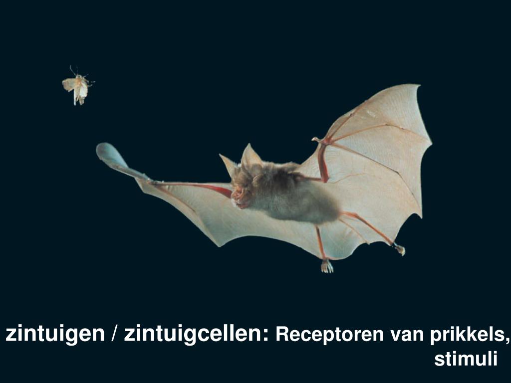 PPT - zintuigen / zintuigcellen: Receptoren van prikkels, PowerPoint ...