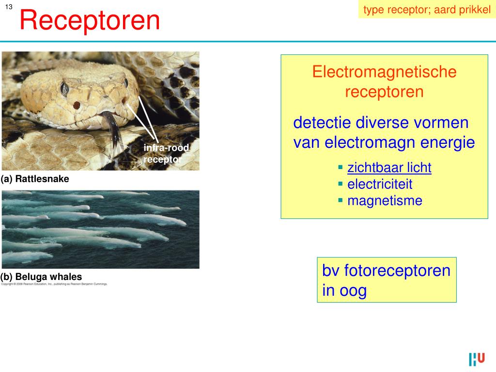 PPT - zintuigen / zintuigcellen: Receptoren van prikkels, PowerPoint ...