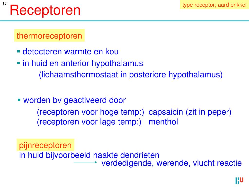 PPT - zintuigen / zintuigcellen: Receptoren van prikkels, PowerPoint ...