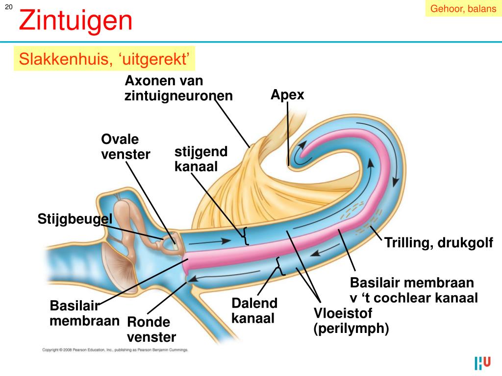 PPT - zintuigen / zintuigcellen: Receptoren van prikkels, PowerPoint ...