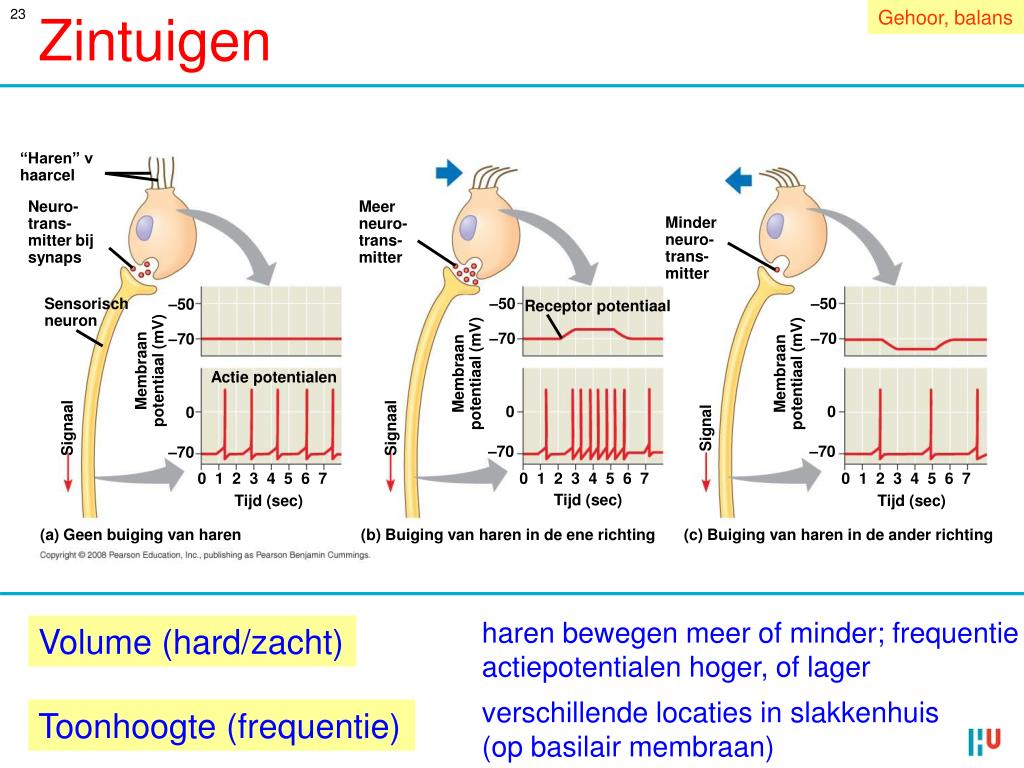 PPT - zintuigen / zintuigcellen: Receptoren van prikkels, PowerPoint ...