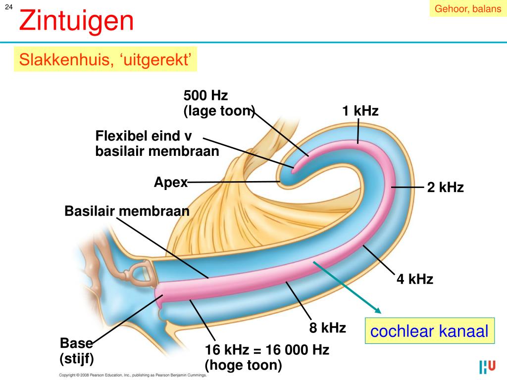 PPT - zintuigen / zintuigcellen: Receptoren van prikkels, PowerPoint ...
