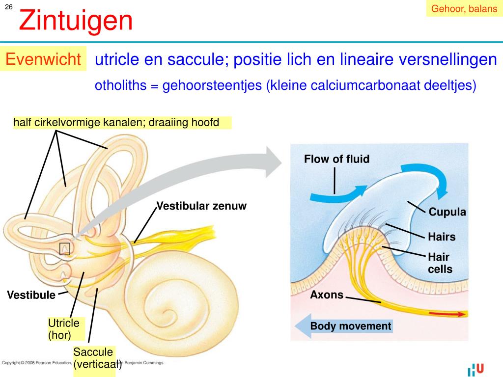 PPT - zintuigen / zintuigcellen: Receptoren van prikkels, PowerPoint ...
