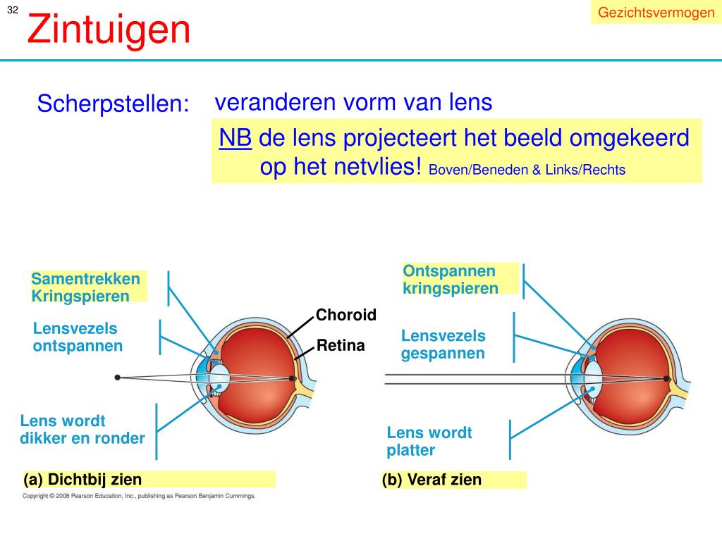 PPT - zintuigen / zintuigcellen: Receptoren van prikkels, PowerPoint ...