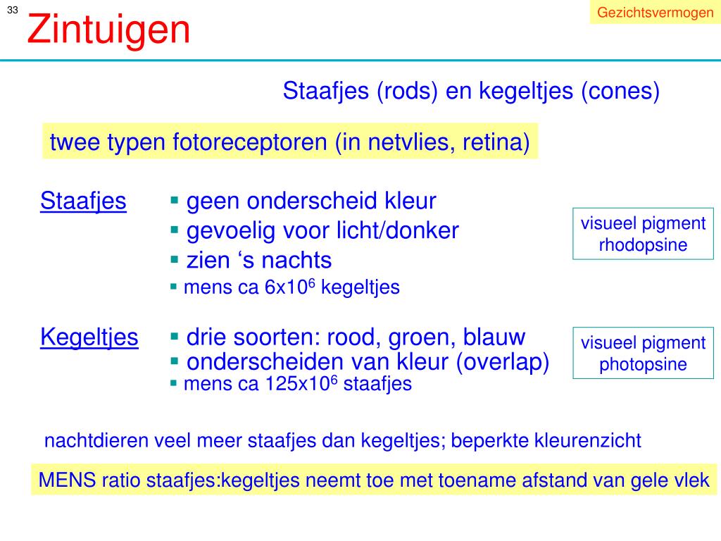 PPT - zintuigen / zintuigcellen: Receptoren van prikkels, PowerPoint ...