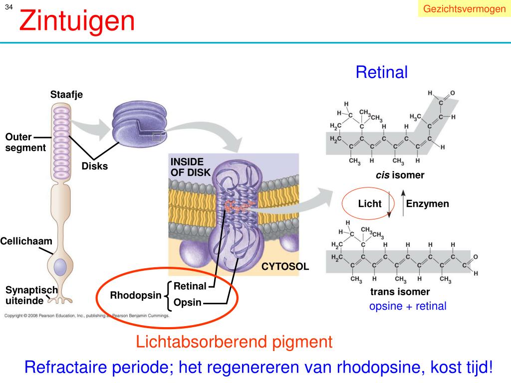 PPT - zintuigen / zintuigcellen: Receptoren van prikkels, PowerPoint ...