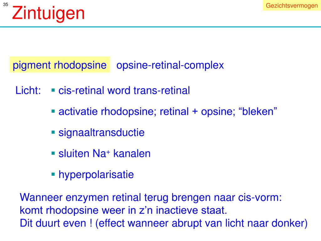 PPT - zintuigen / zintuigcellen: Receptoren van prikkels, PowerPoint ...