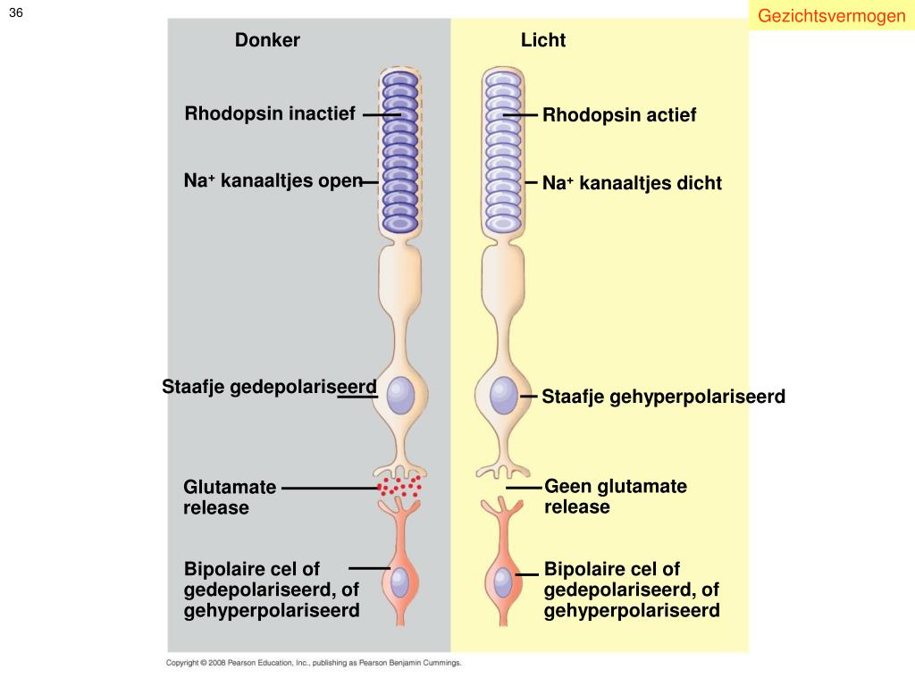 PPT - zintuigen / zintuigcellen: Receptoren van prikkels, PowerPoint ...