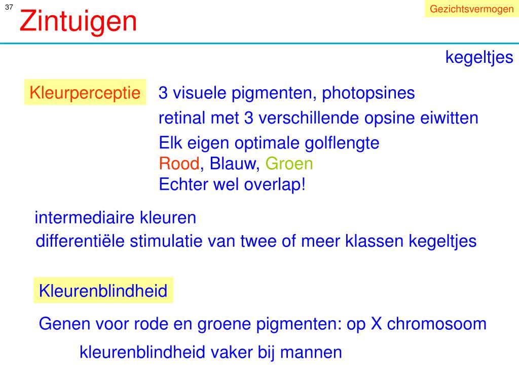 PPT - zintuigen / zintuigcellen: Receptoren van prikkels, PowerPoint ...