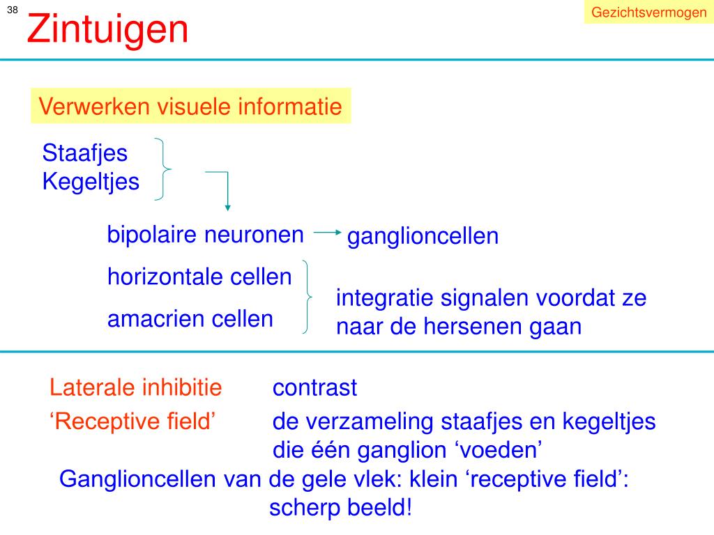 PPT - zintuigen / zintuigcellen: Receptoren van prikkels, PowerPoint ...