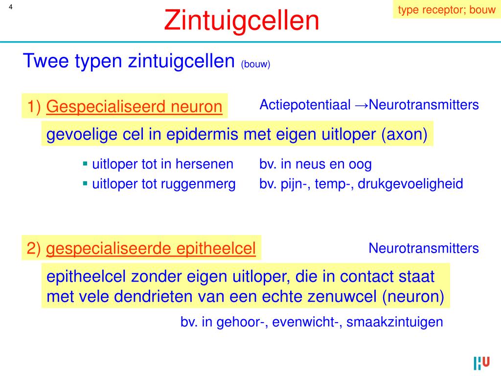PPT - zintuigen / zintuigcellen: Receptoren van prikkels, PowerPoint ...