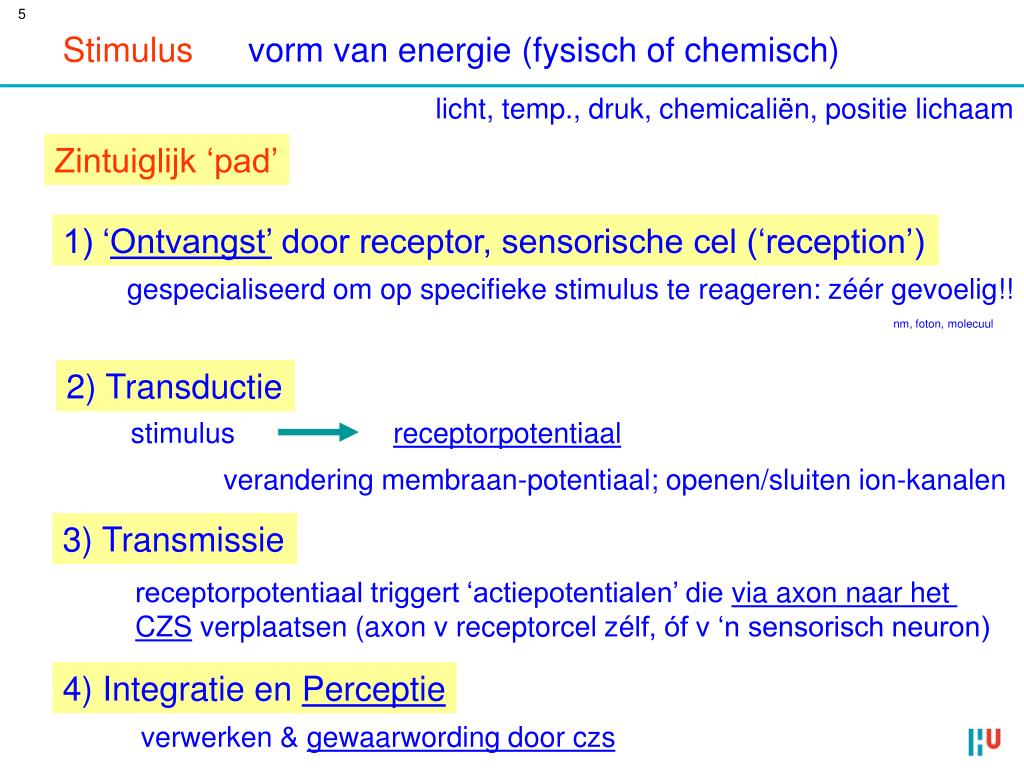 PPT - zintuigen / zintuigcellen: Receptoren van prikkels, PowerPoint ...