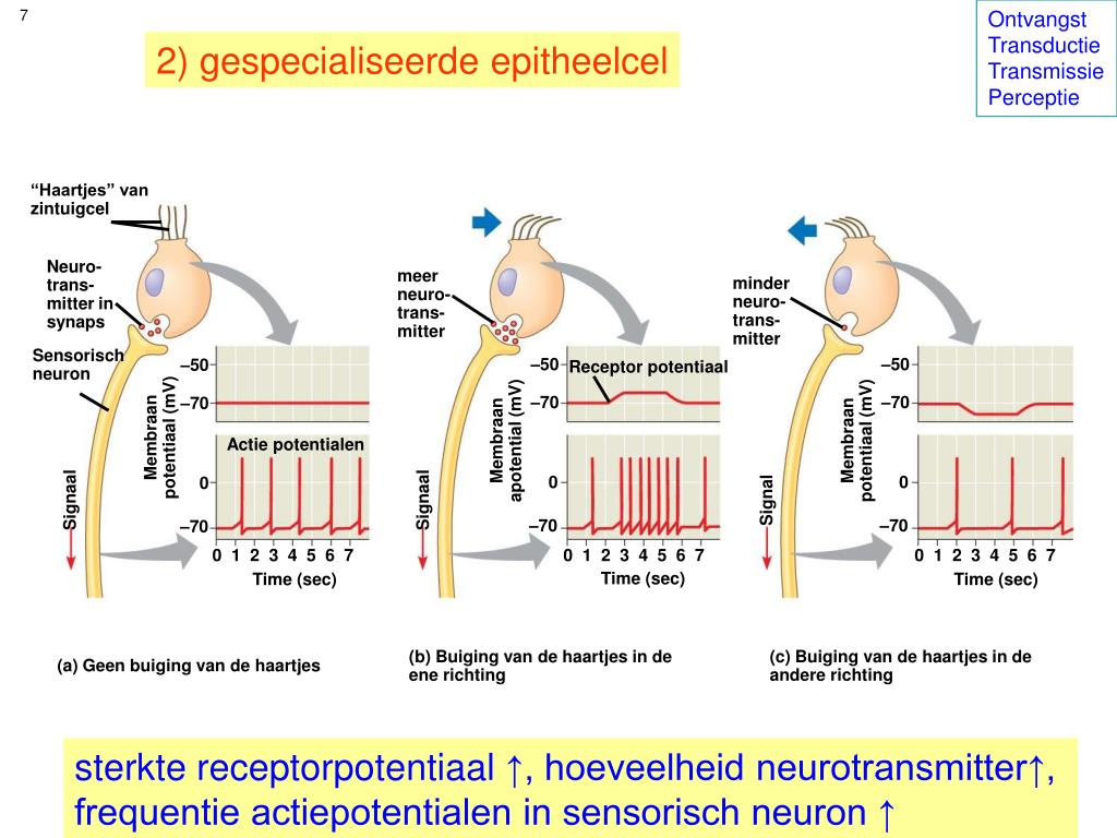 PPT - zintuigen / zintuigcellen: Receptoren van prikkels, PowerPoint ...