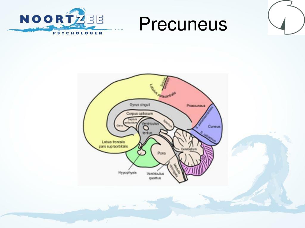 PPT - Het emotionele brein PowerPoint Presentation, free download - ID ...