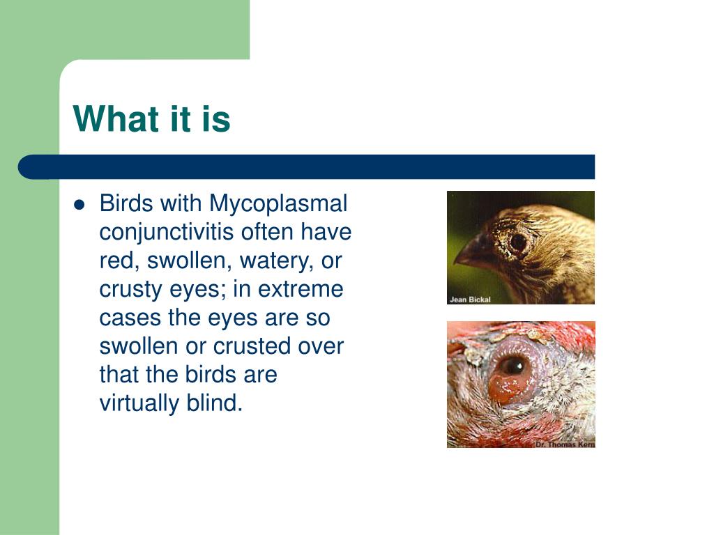 PPT - House Finch Disease PowerPoint Presentation, free download - ID ...