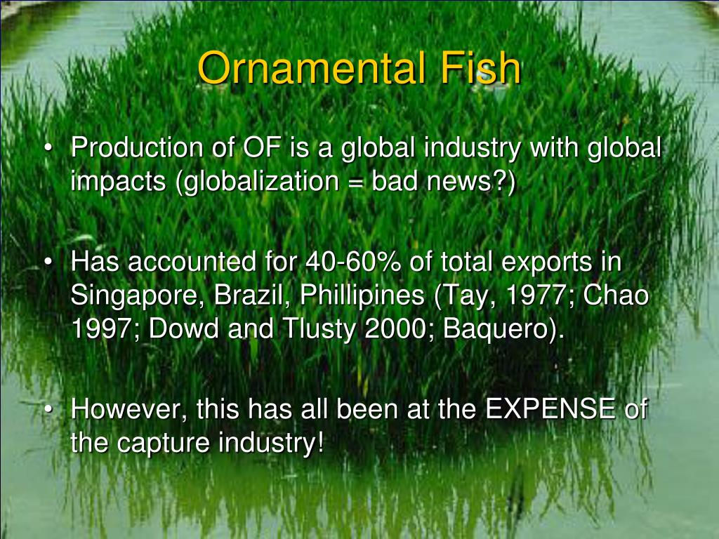 PPT - Ornamental Fish Dr. Craig Kasper HCC Brandon PowerPoint ...