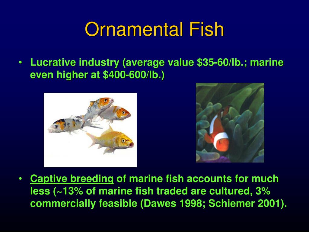 PPT - Ornamental Fish Dr. Craig Kasper HCC Brandon PowerPoint ...