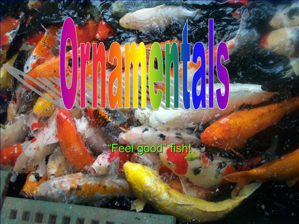 PPT - Ornamental Fish Dr. Craig Kasper HCC Brandon PowerPoint ...