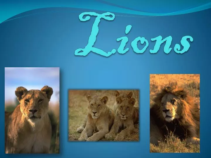 PPT - Lions PowerPoint Presentation, free download - ID:2706974