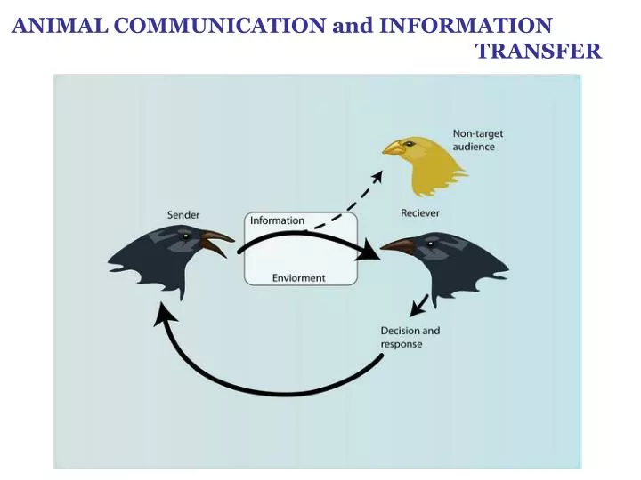 PPT - ANIMAL COMMUNICATION and INFORMATION PowerPoint Presentation ...