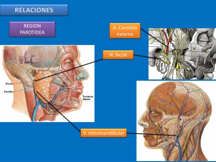 PPT - ARTERIA CAROTIDA EXTERNA PowerPoint Presentation - ID:2708272