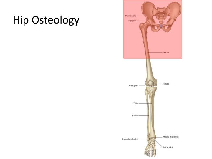 PPT - Lower Limb Osteology PowerPoint Presentation - ID:2708664
