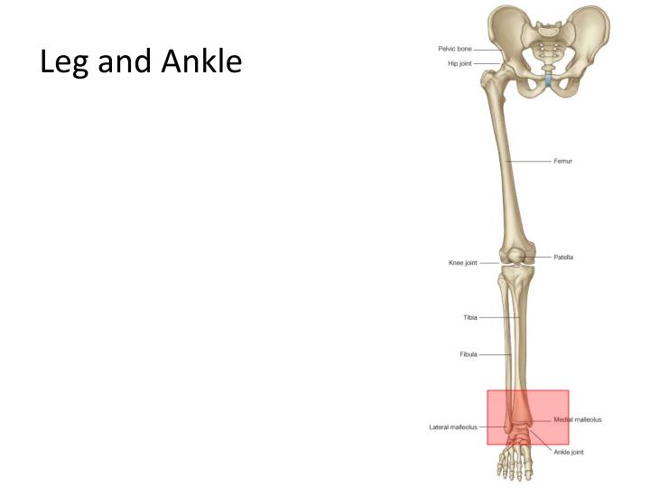 PPT - Lower Limb Osteology PowerPoint Presentation - ID:2708664