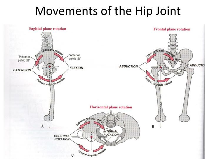 Ppt Lower Limb Osteology Powerpoint Presentation Id2708664