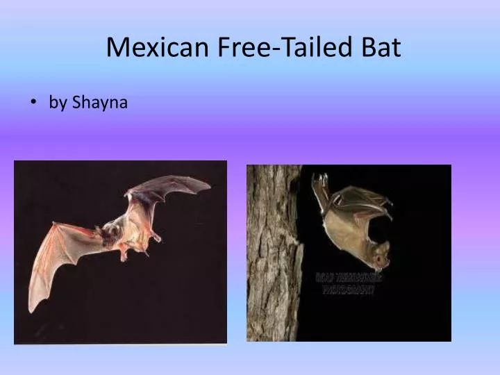 PPT - Mexican Free-Tailed Bat PowerPoint Presentation, free download ...