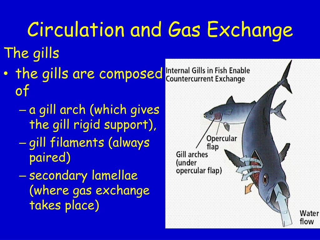 PPT - The Fishes: Vertebrate Success in Water PowerPoint Presentation ...